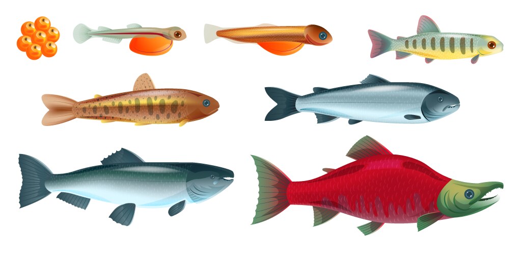 Fish Life Cycle Vector Images (over 170)