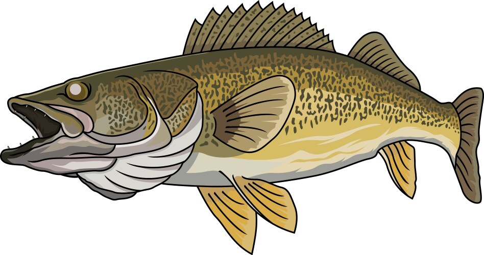 Walleye Clipart