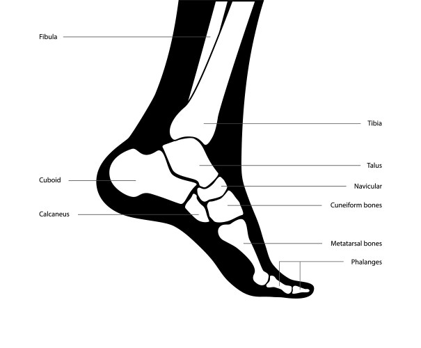 Foot Bones Vector Images (over 11,000)