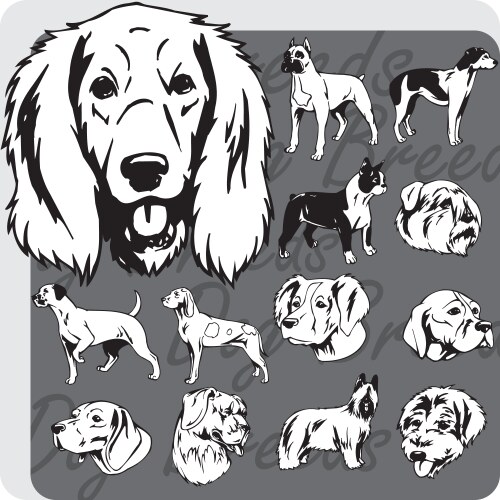 Black pug dog with pink glasses and scarf Vector Image