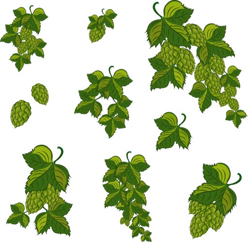 Hops Vector Images (over 52,000)