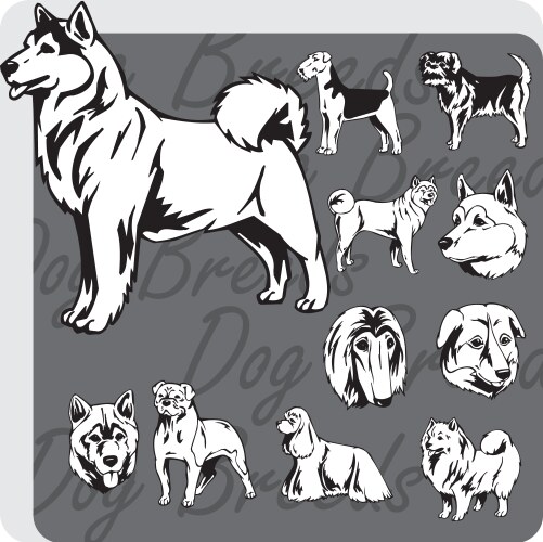 Dogs breeds set Royalty Free Vector Image - VectorStock