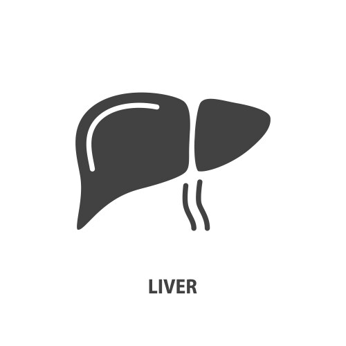 Human liver icon Royalty Free Vector Image - VectorStock
