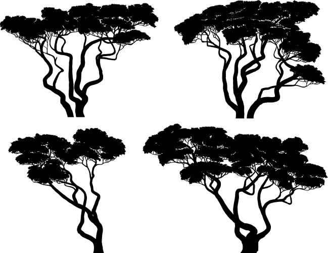 Acacia Tree Vector Images (over 2,300)