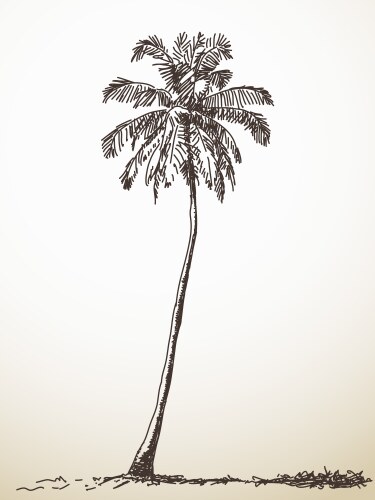 Palm tree line art tropical Royalty Free Vector Image