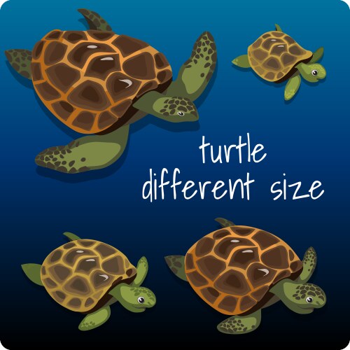 Turtles Vector Images (over 35,000)