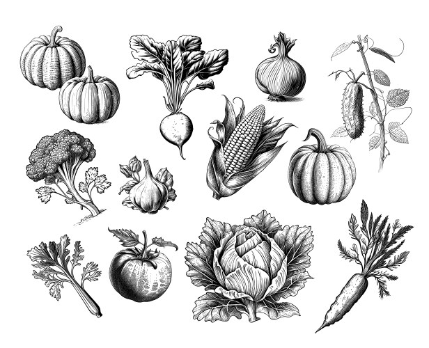 Vegetables Outline Vector Images (over 91,000)