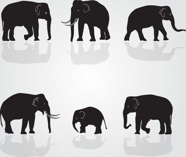 Elephant Shadow Vector Images (over 3,500)