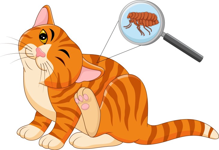 Flea infested cat Royalty Free Vector Image - VectorStock