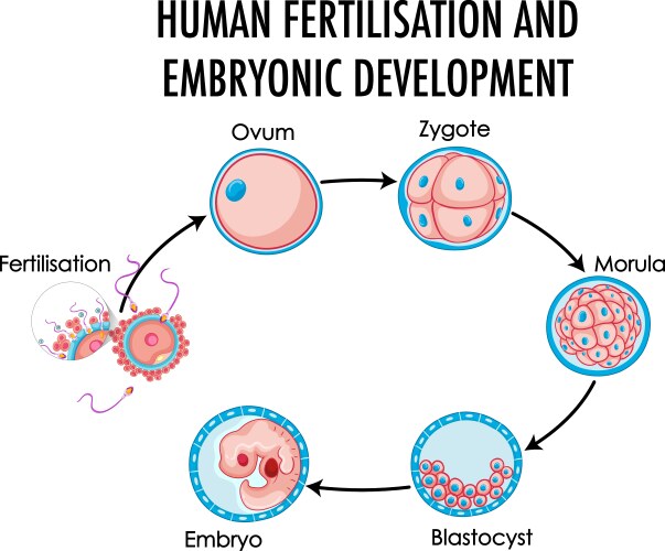 Showing stages in human embryonic development Vector Image