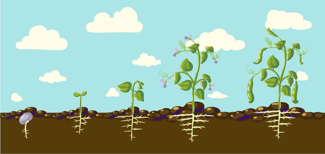 Germination of bean seed in soil stages growth Vector Image