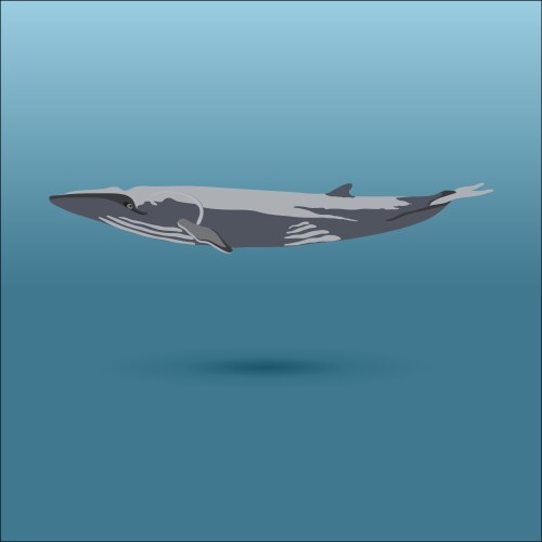 Whale Realistic Vector Images (over 410)