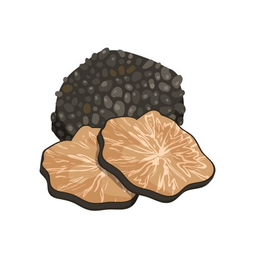 Whole truffle as fruiting body subterranean Vector Image