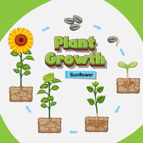 Seed growing into tree Royalty Free Vector Image