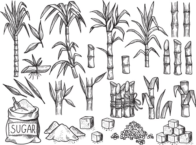 Sugar cane fresh harvest agriculture Royalty Free Vector