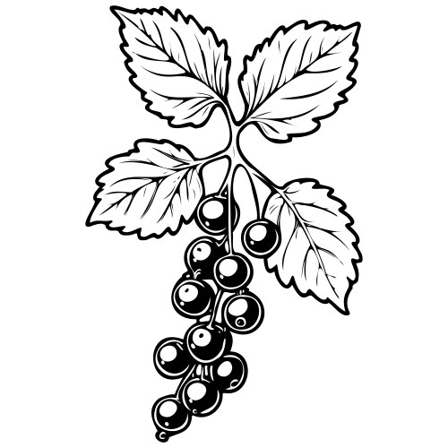 Black currant sketches hand drawn fruit Royalty Free Vector