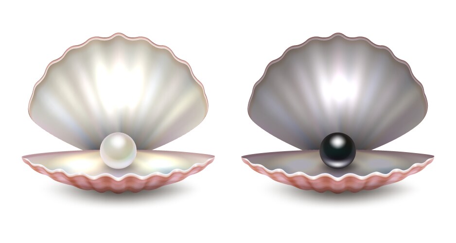 Precious pearl in opened shell realistic Vector Image