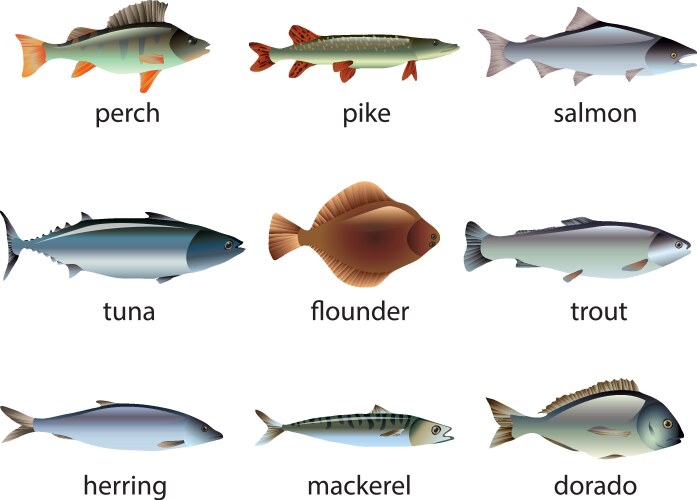 Fish Vector Images (over 530,000)