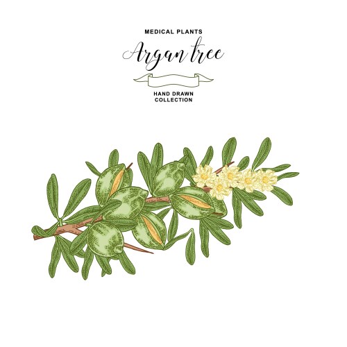 Argan Tree Vector Images (over 370)