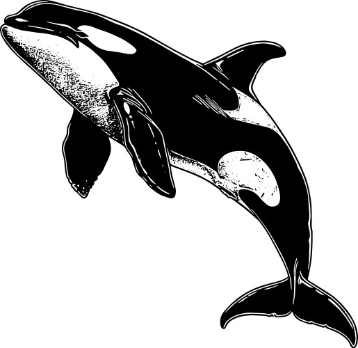 Orcas Vector Images (over 3,400)