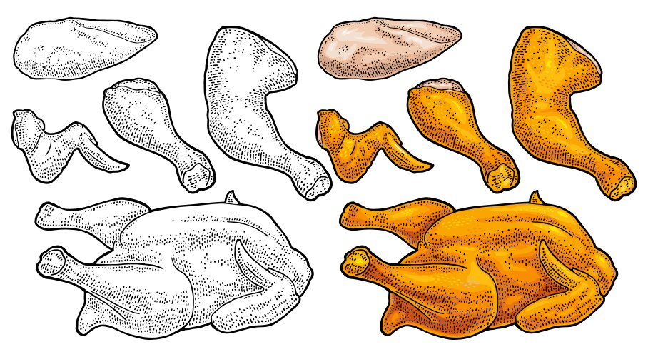 Parts of Chicken Vector Images (over 1,500)