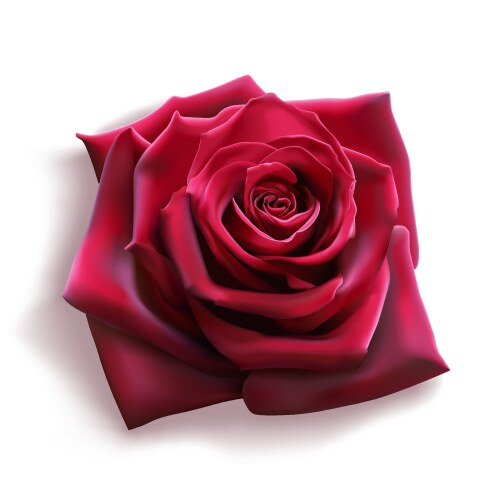Deep pink rose top view isolated sketch Royalty Free Vector