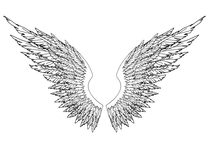 Wings drawing Royalty Free Vector Image - VectorStock