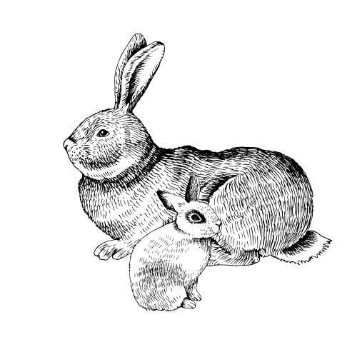 Rabbit watercolor Royalty Free Vector Image - VectorStock