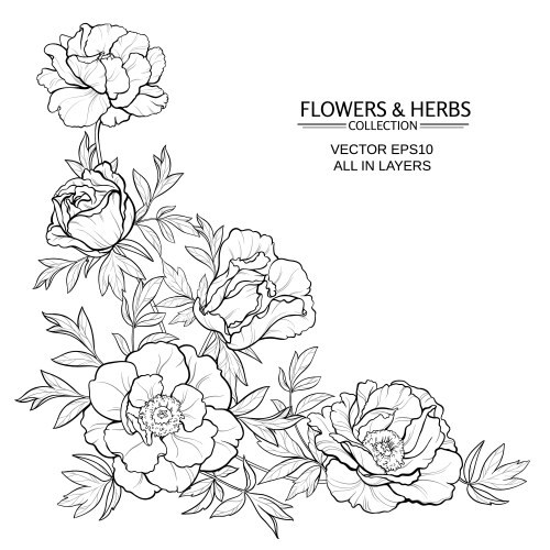 Peony botanical drawing hand drawn Royalty Free Vector Image