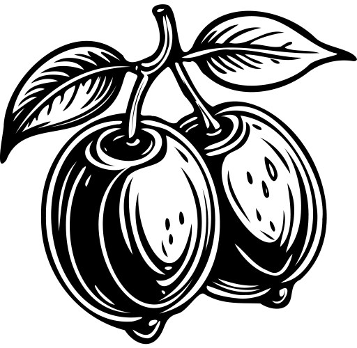 Engrave coco plum engraving drawing of fruit Vector Image