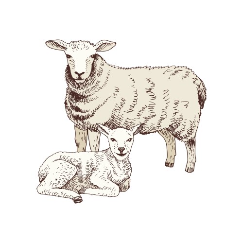 Hand-Drawn Sheep and Lamb Family Royalty Free Vector Image