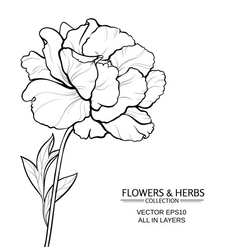 Peony Vector Images (over 33,000)