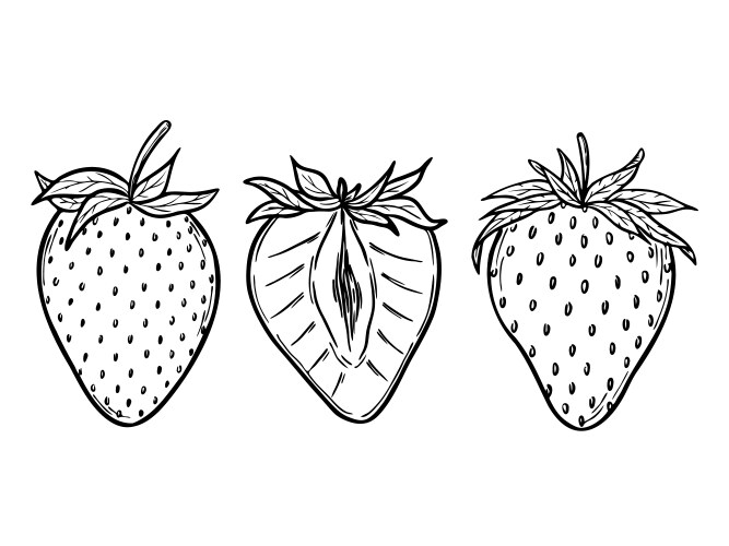 Strawberry line art drawing hand drawn botanical Vector Image