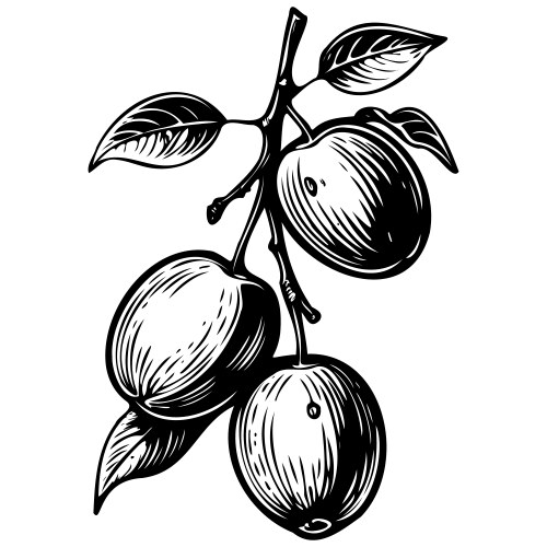 Coco plum engraving drawing of fruit monochrome Vector Image