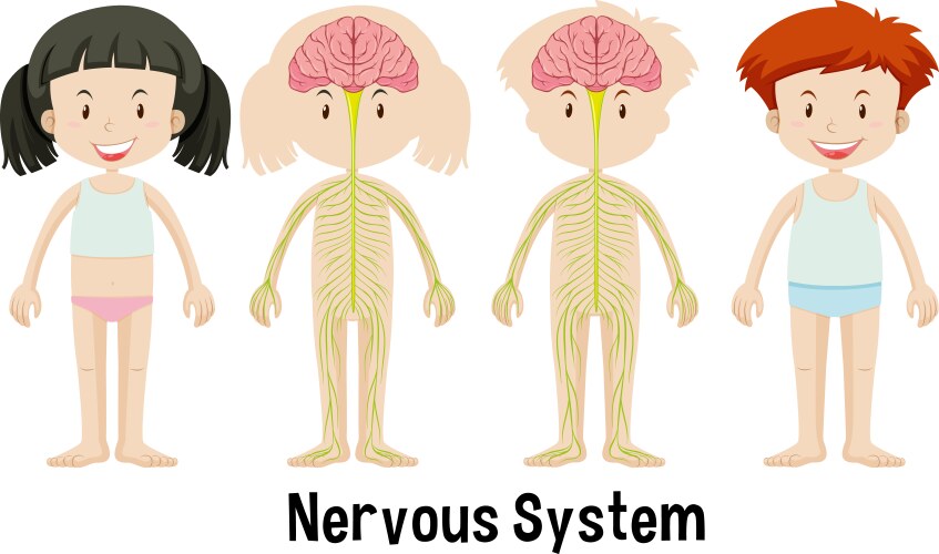 Nervous System Diagram Vector Images (over 1,600)