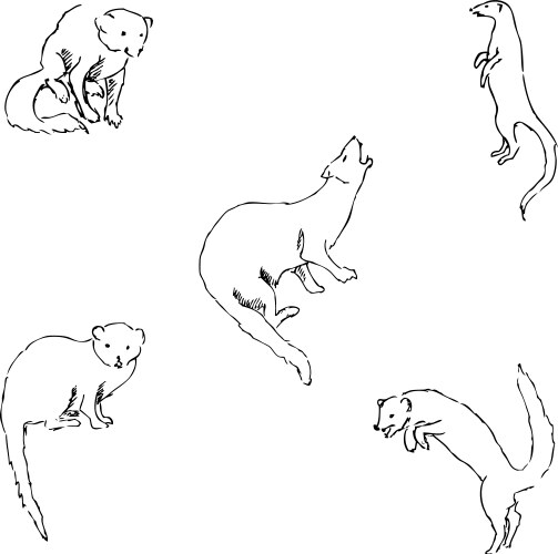 Mongoose sketch by hand pencil drawing Royalty Free Vector