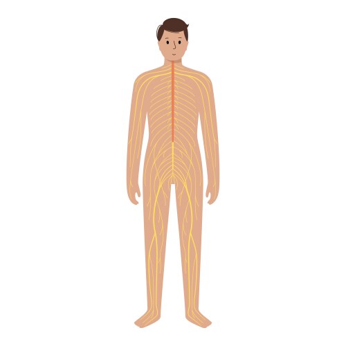 Human Central Nervous System Diagram Royalty Free Vector