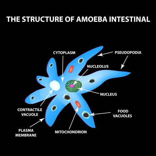 Structure of Amoeba Vector Images (over 390)