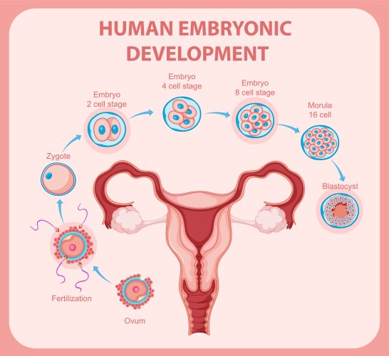 Human embryonic development medical educational Vector Image