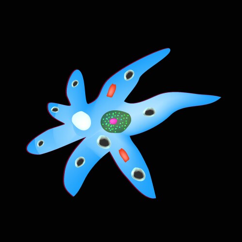 Structure of Amoeba Vector Images (over 390)