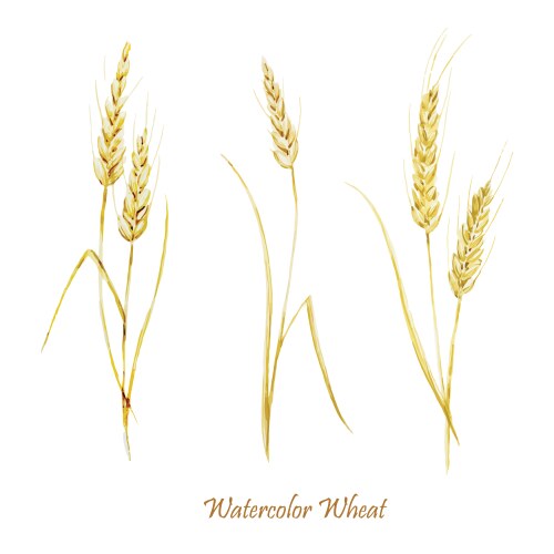Wheat Vector Images (over 120,000)