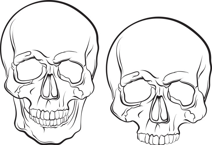 Skull Line Drawing Vector Images (over 16,000)