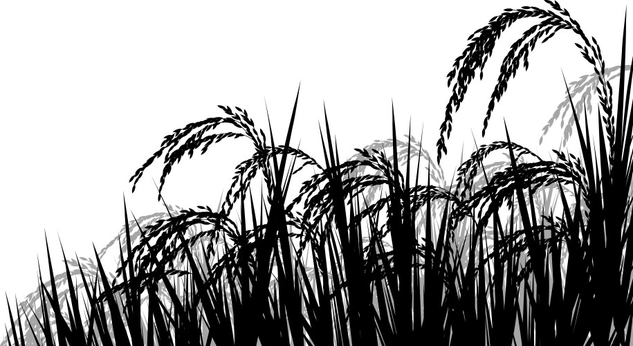 Rice Plant Vector Images (over 17,000)