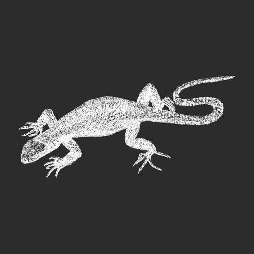 Lizard Outline Vector Images (over 5,300)