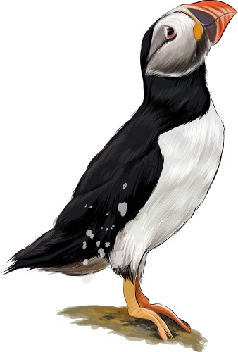 Puffin Vector Images (over 1,000)