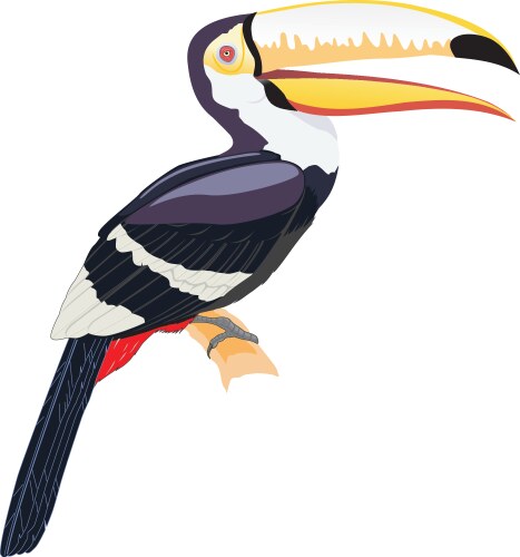 Toucan bird Royalty Free Vector Image - VectorStock