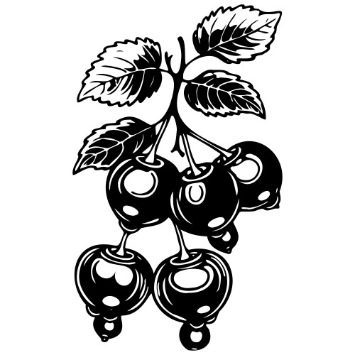 Black currant sketches hand drawn fruit – Royalty-Free Vector | VectorStock