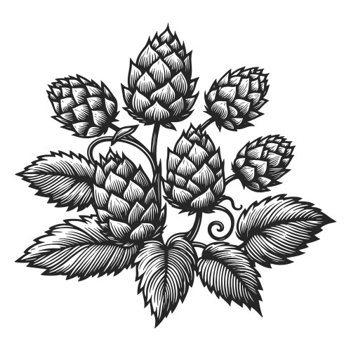 Hops Vector Images (over 48,000)