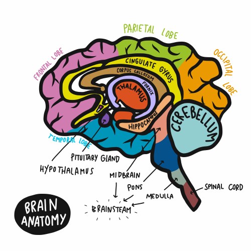 Human brain functional scheme Royalty Free Vector Image
