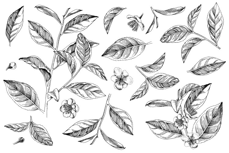 Tea branch floral seamless pattern leaves Vector Image